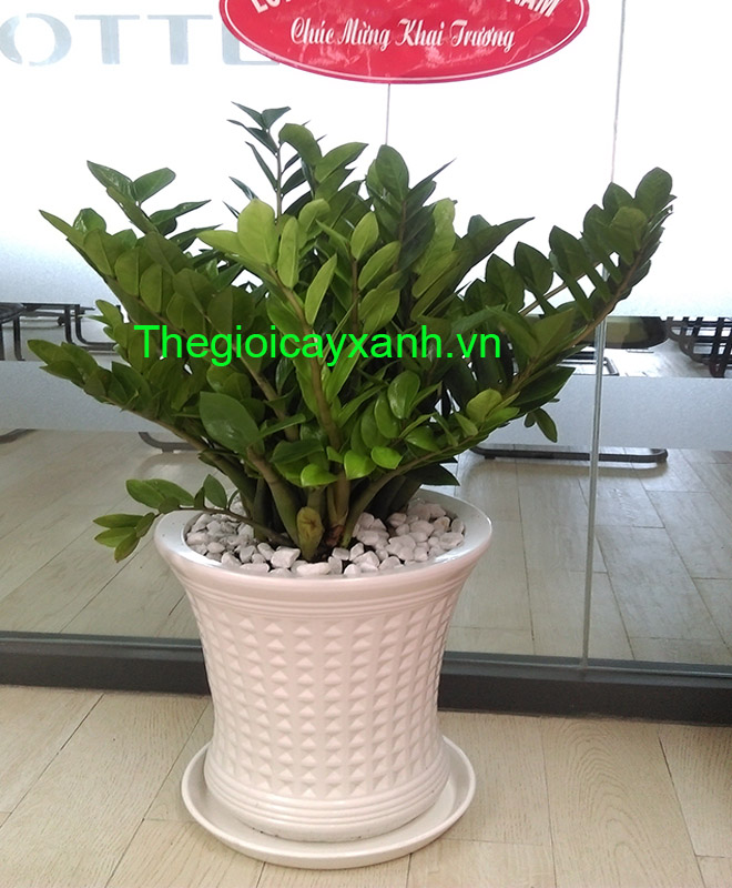 Cây mọc thành bụi,mọc đối xứng, phiến lá màu xanh bóng. Thân cây mọc ...